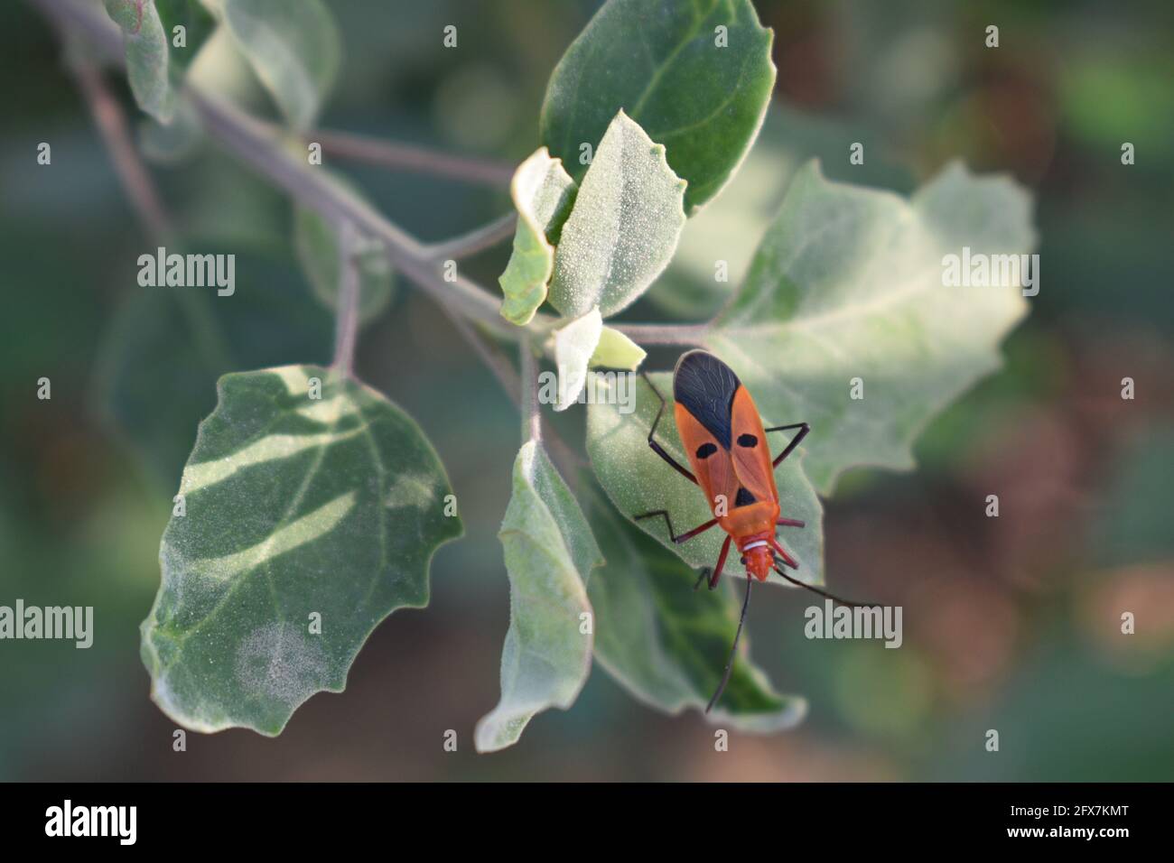 A tree bug (Dysdercus cingulatus) sitting on a scrub in the daylight ...