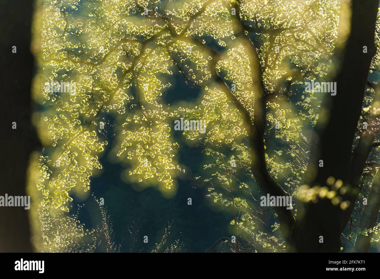Glowing beech trees at spring Stock Photo - Alamy