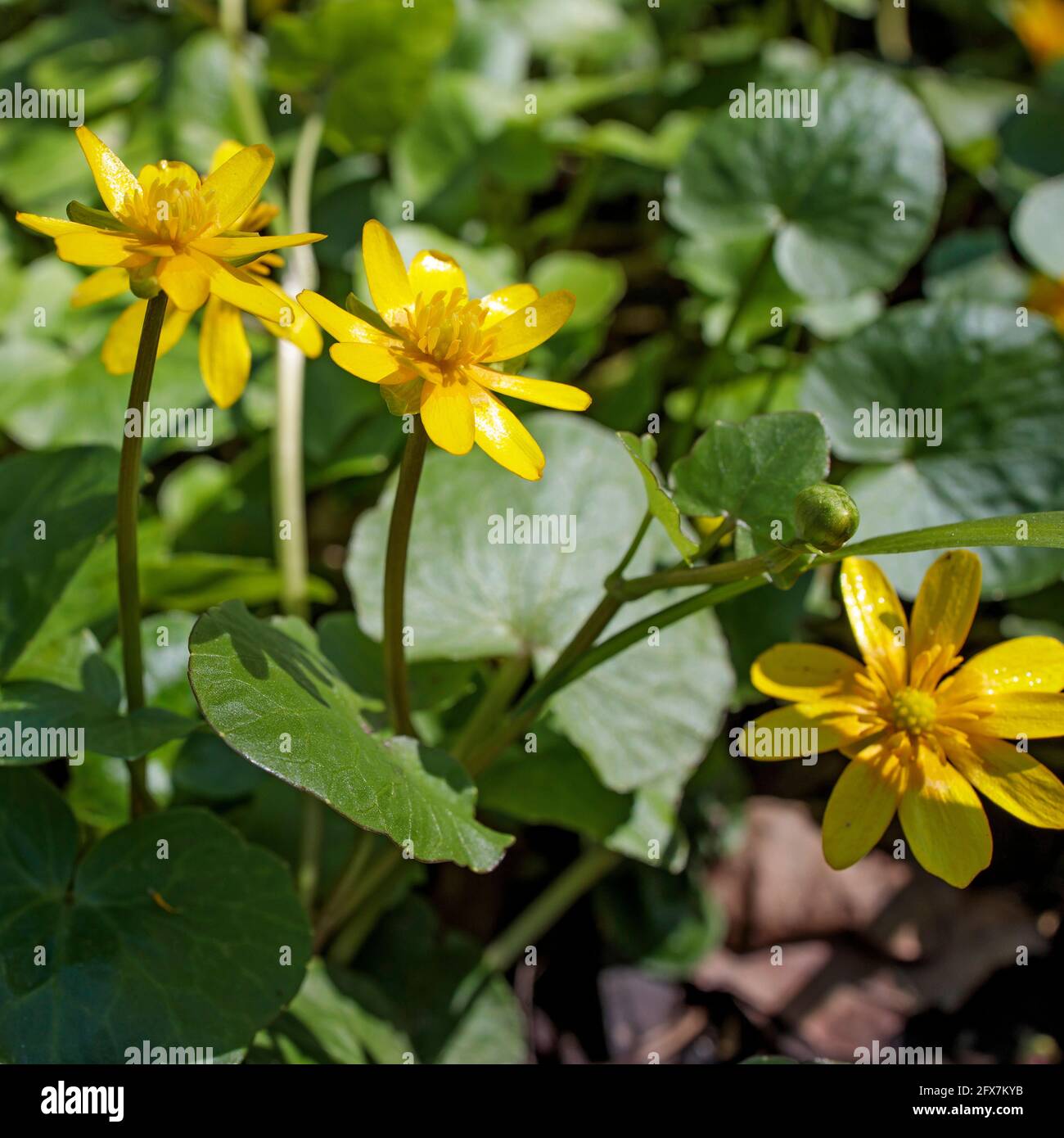 Ficaria is a small genus of several species of plants in family ...