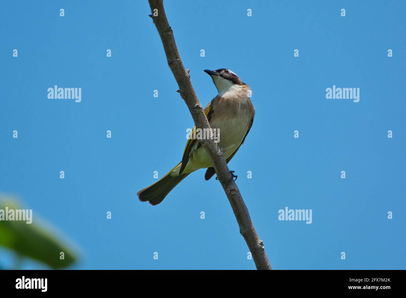 A Light-vented Bulbul standing on a tree branch.Adult dark olive above ...