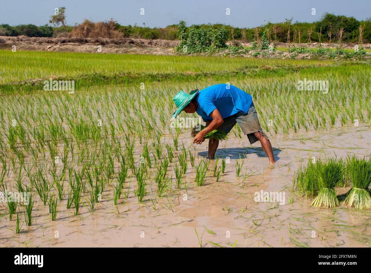 Thai man works in a rice paddy. Photographed in rural Thailand Stock ...