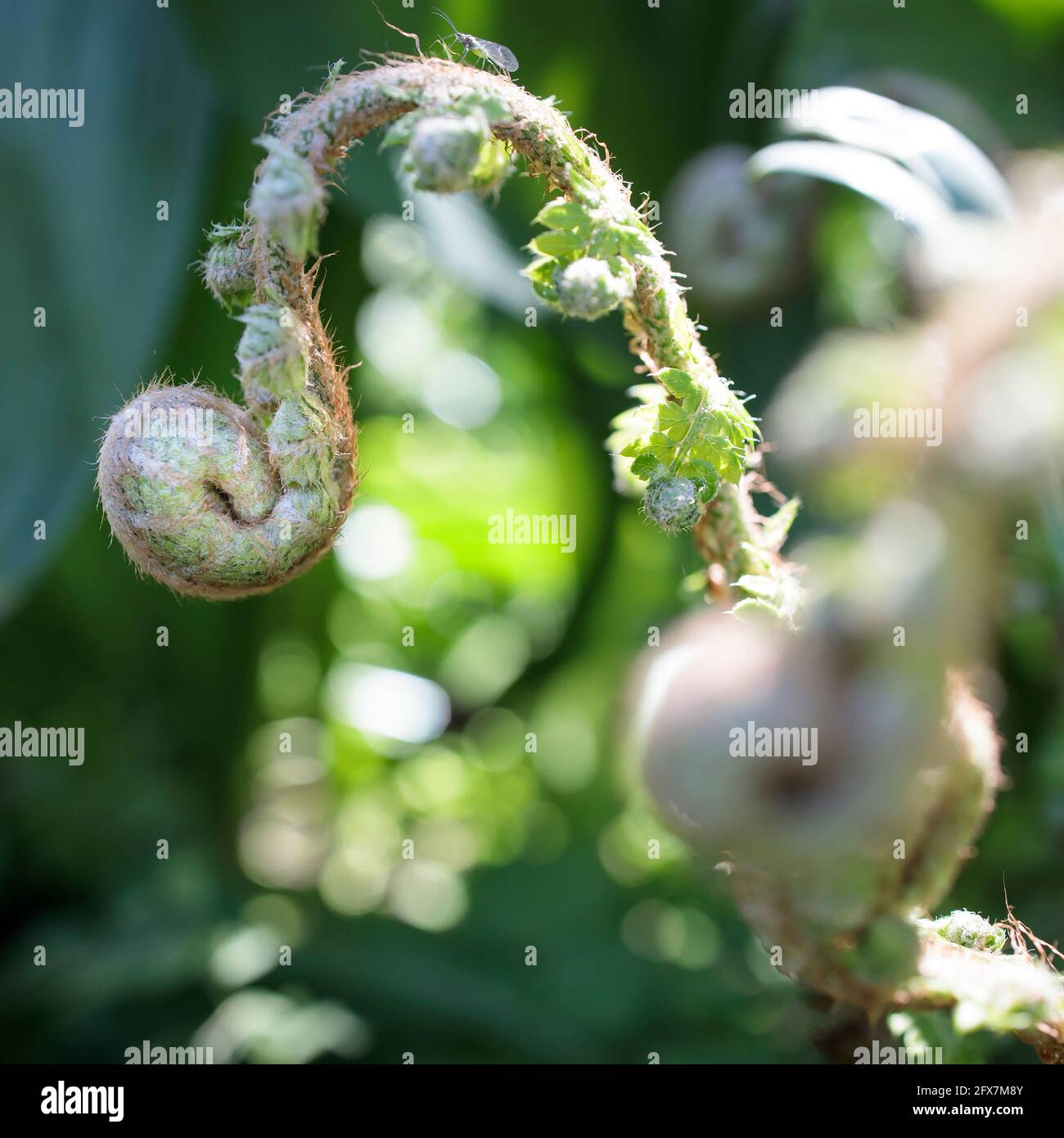 Pteridium aquilinum, also known as eagle fern, is a species of fern ...
