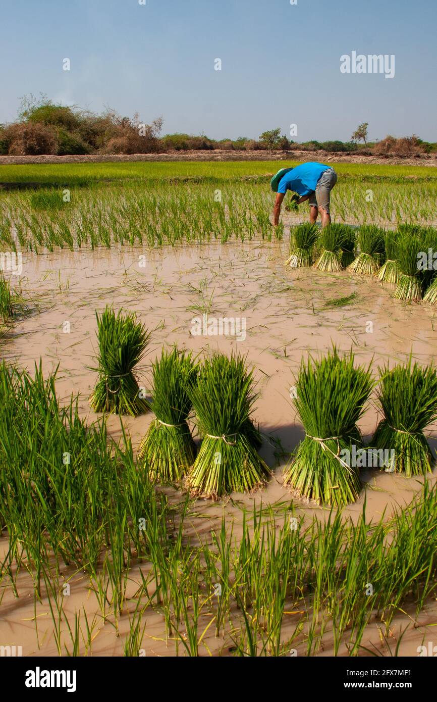 Thai man works in a rice paddy. Photographed in rural Thailand Stock ...