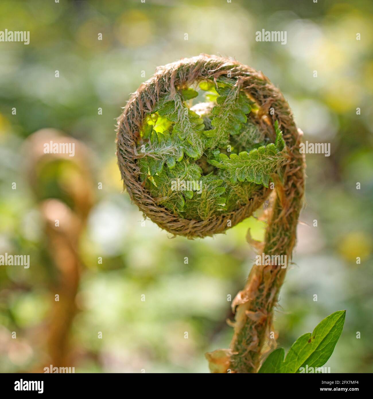 Pteridium aquilinum, also known as eagle fern, is a species of fern ...