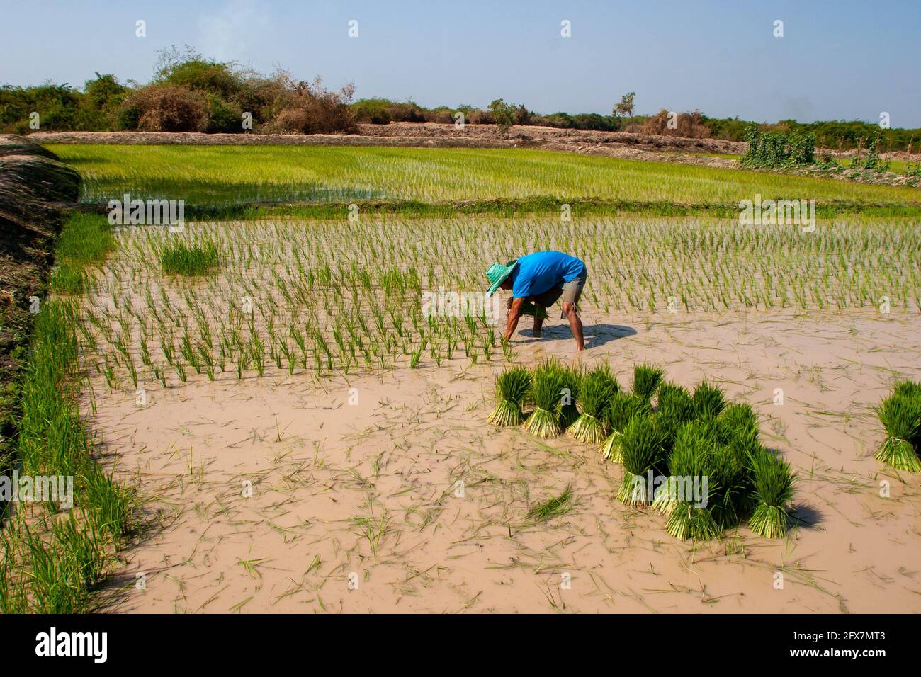 Thai man works in a rice paddy. Photographed in rural Thailand Stock ...
