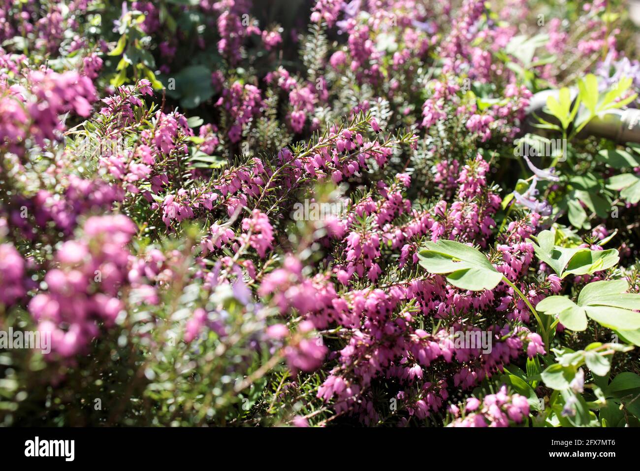 Calluna vulgaris, common heather, ling, or simply heather, is the sole ...