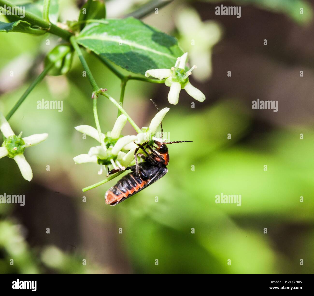 Insect on flowers hi-res stock photography and images - Alamy