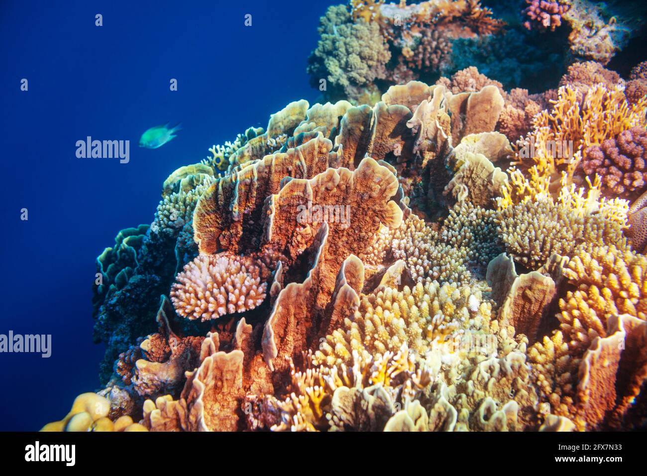 Living Coral reef in Red Sea, Egypt. Natural unusual background Stock ...