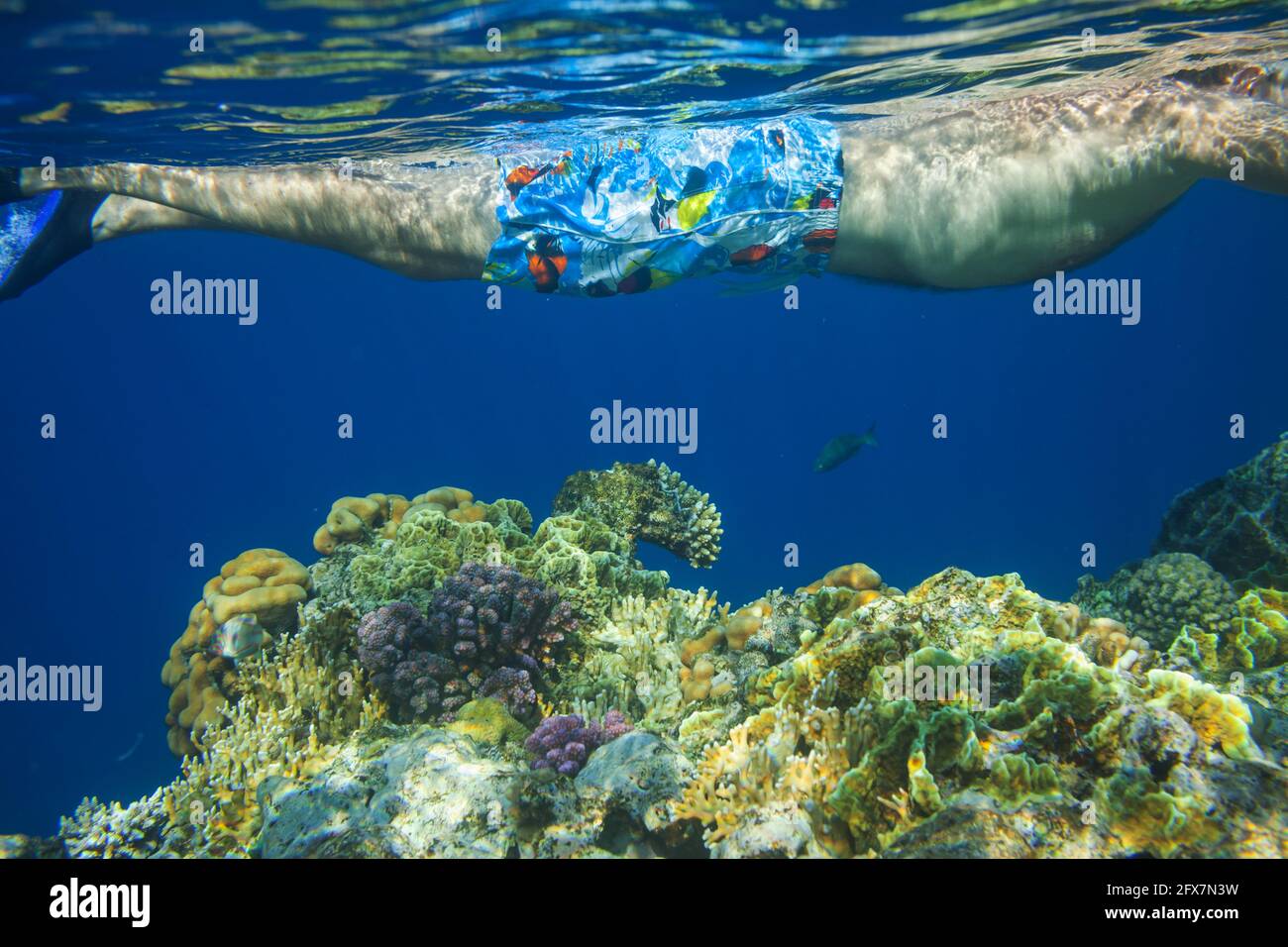 The snorkeling man at coral reef Stock Photo - Alamy