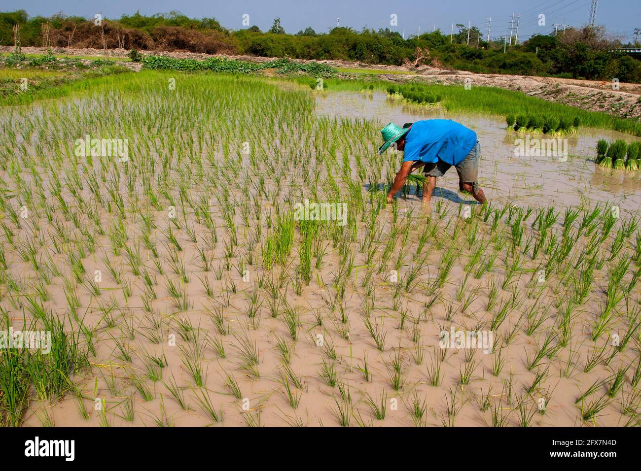 Agriculture thailand hi-res stock photography and images - Alamy