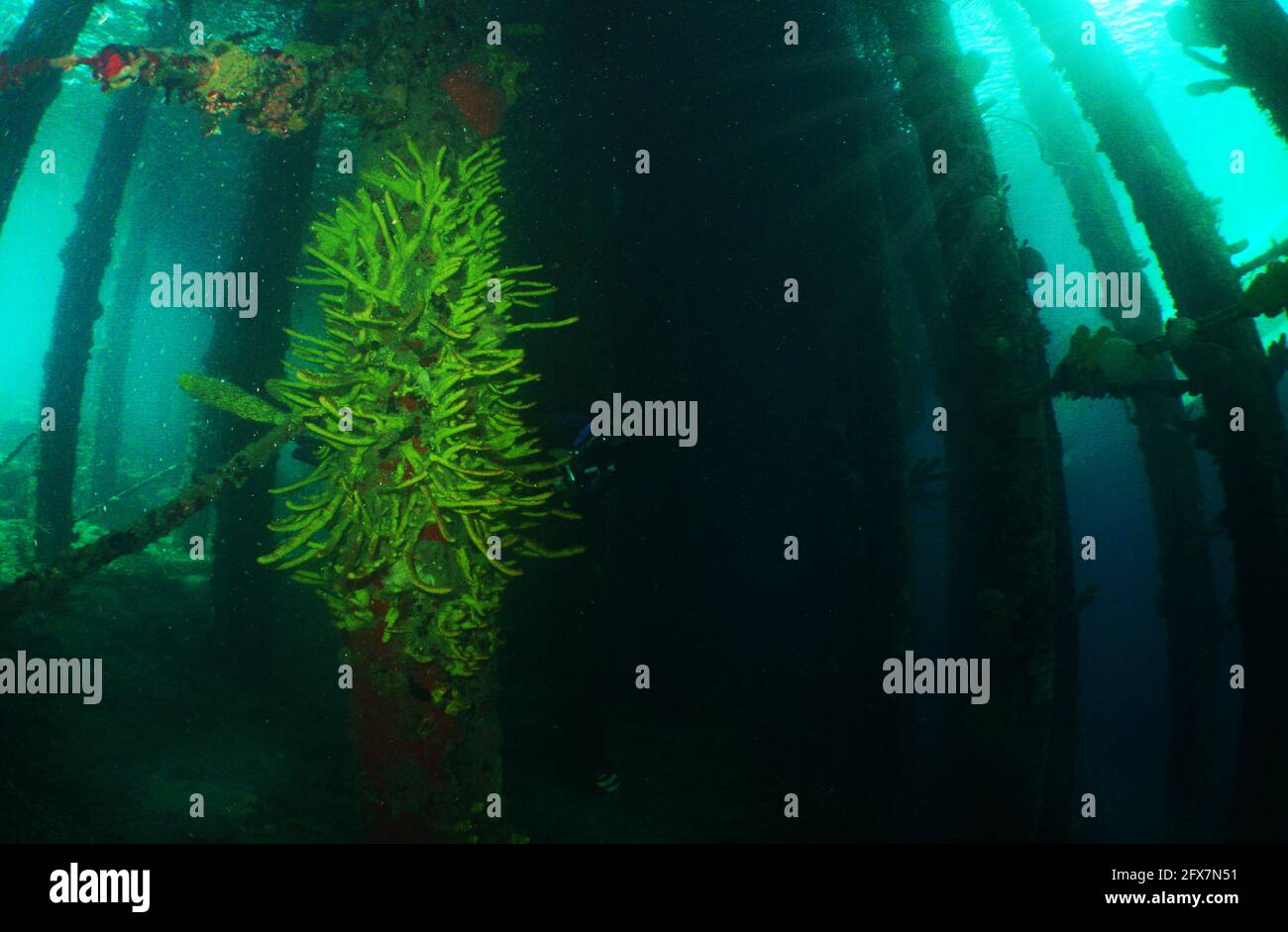 Exotic underwater plants captured at the bottom of the ocean Stock ...