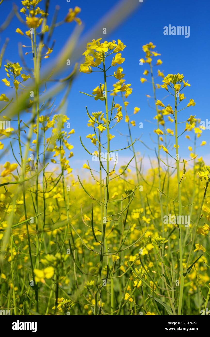 Rural landscapes yellow field hi-res stock photography and images - Alamy