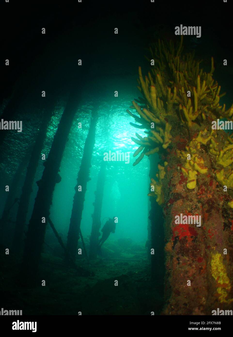 Vertical shot of the underwater plants and a scuba diver swimming ...