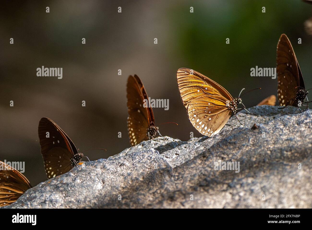 Elegant brown monarch butterfly at rest. Photographed in Thailand Stock ...