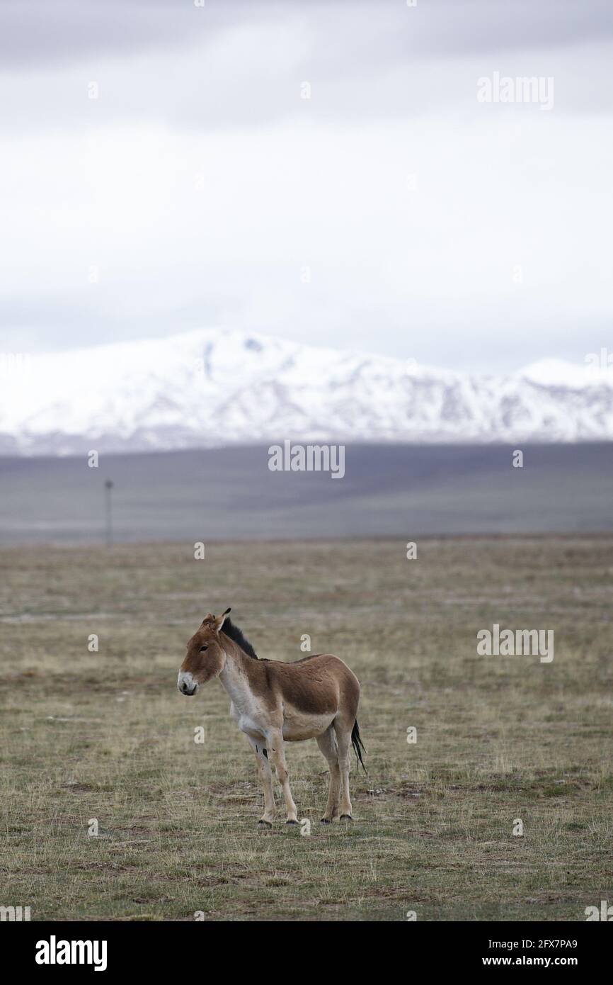 Tibetan wild donkey hi-res stock photography and images - Alamy