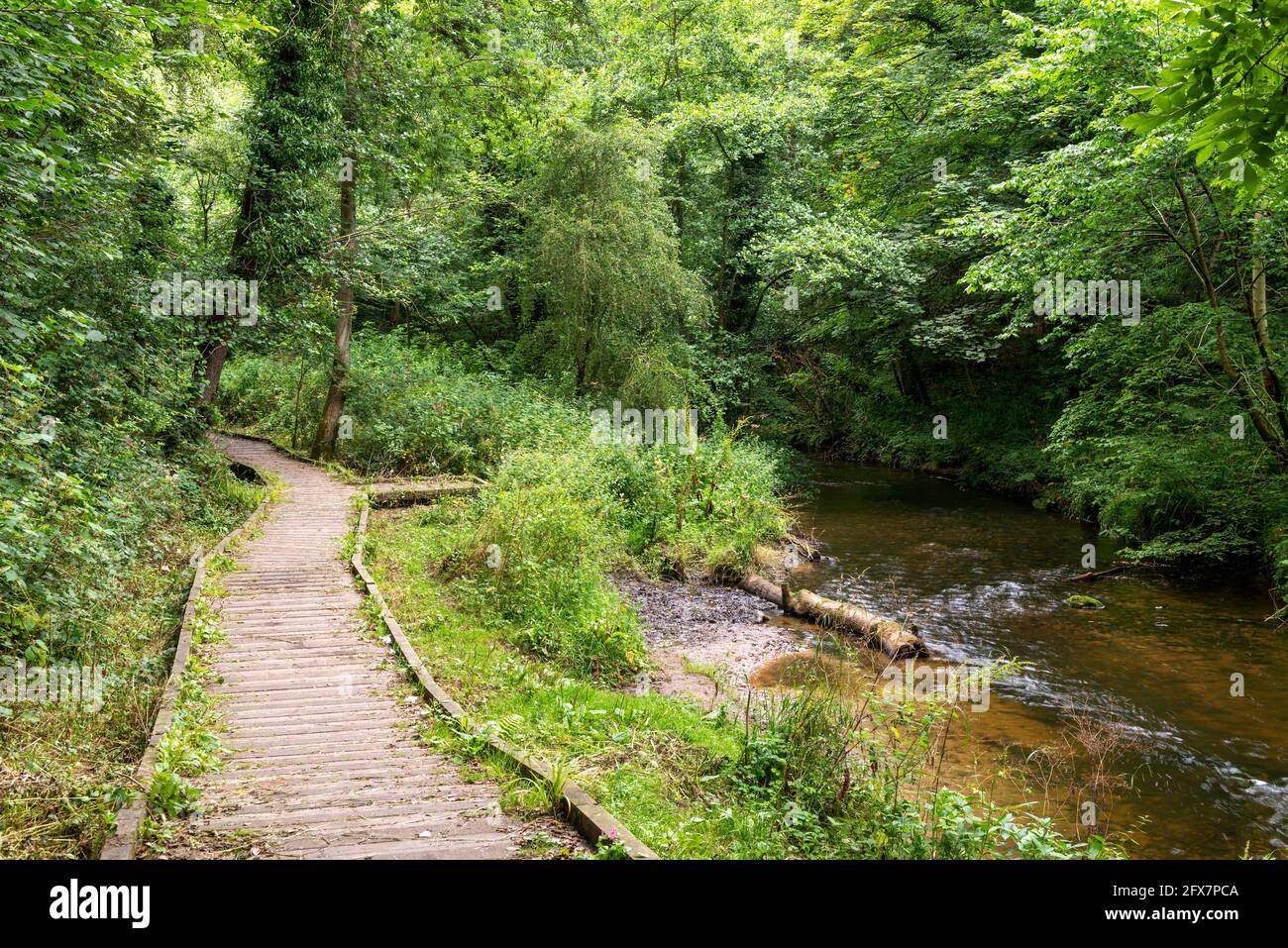 The river Derwent flowing through Forge Valley Stock Photo - Alamy