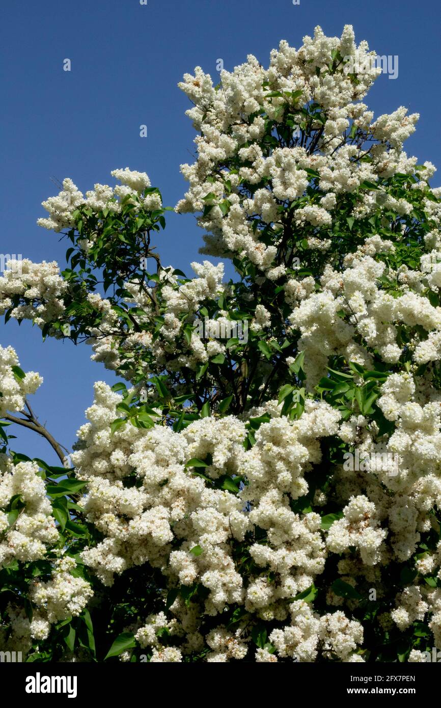 White lilac tree hi-res stock photography and images - Alamy