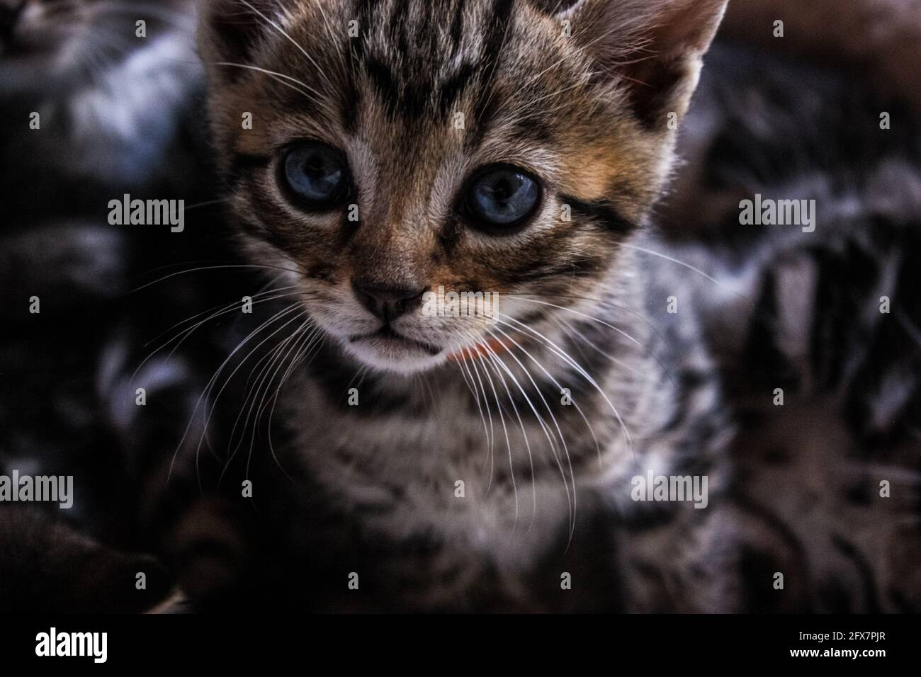 Bengal cat portrait meow hi-res stock photography and images - Alamy