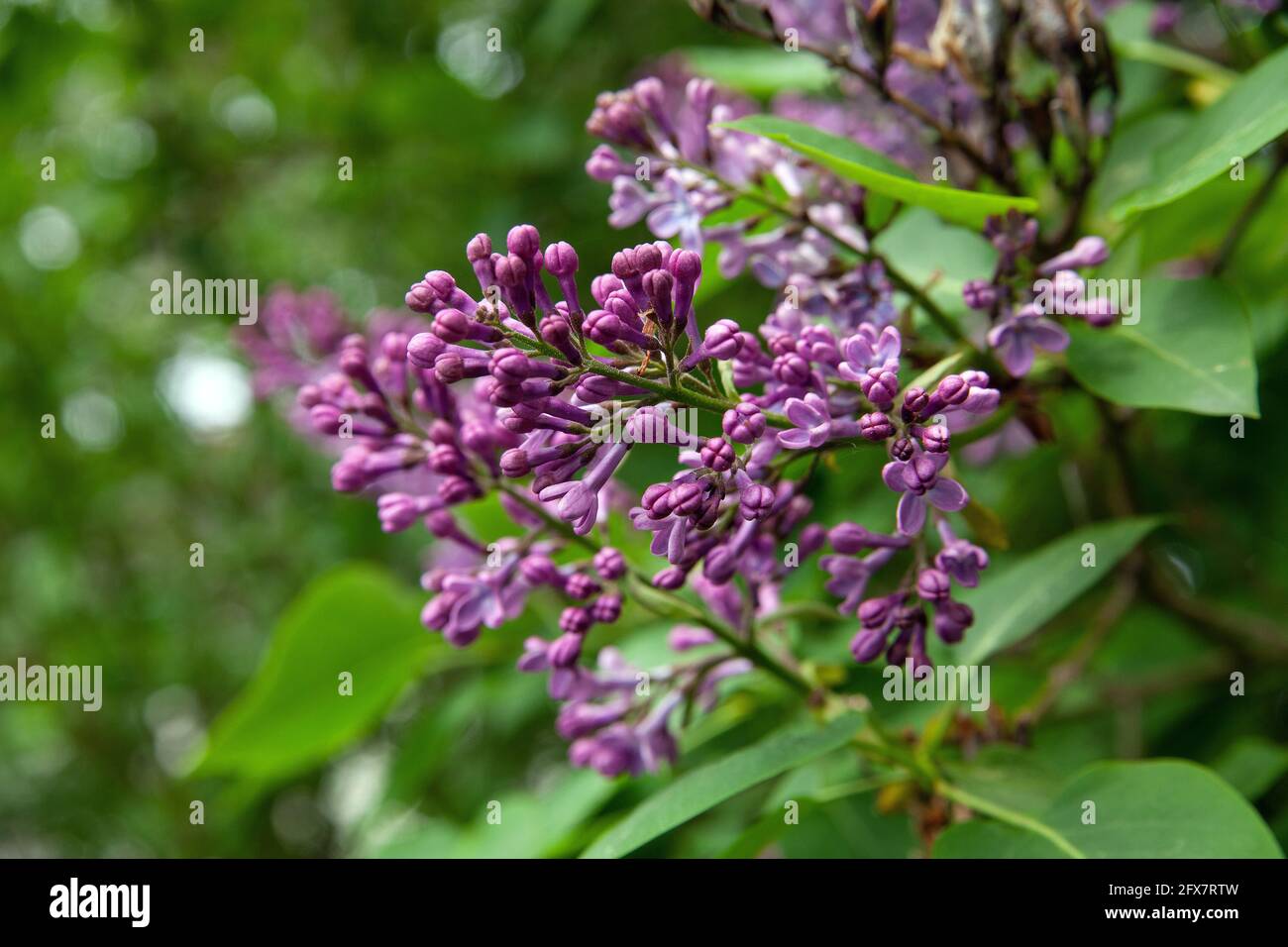 Syringa vulgaris garden hi-res stock photography and images - Alamy