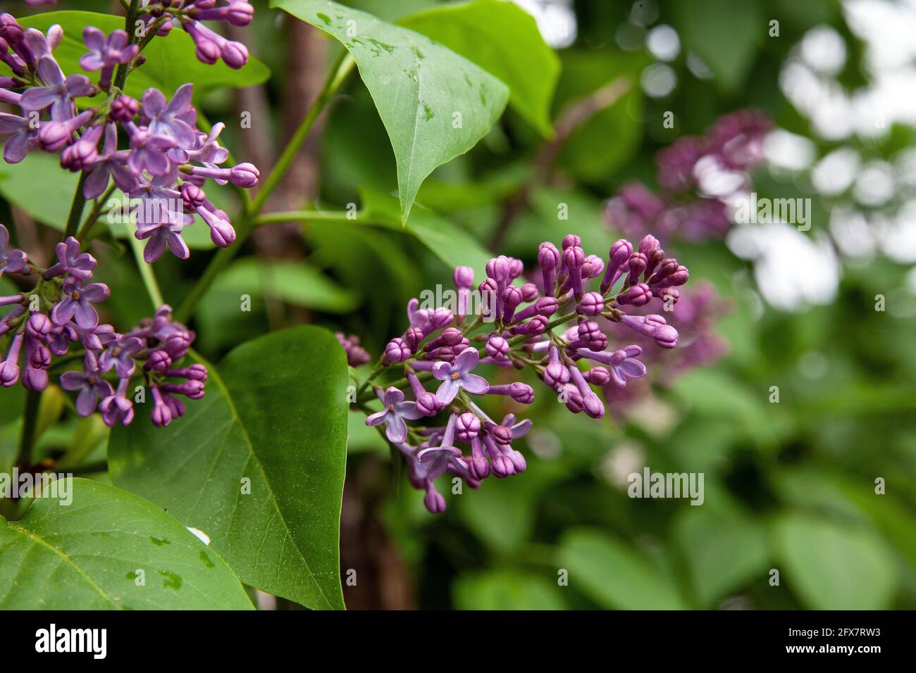 Syringa vulgaris garden hi-res stock photography and images - Alamy