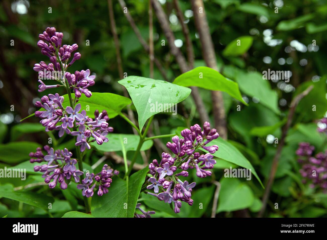 Syringa vulgaris garden hi-res stock photography and images - Alamy