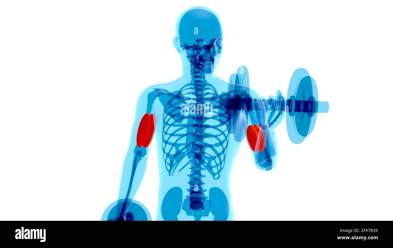 Anatomy of a X-ray man doing Biceps Curls Stock Photo - Alamy
