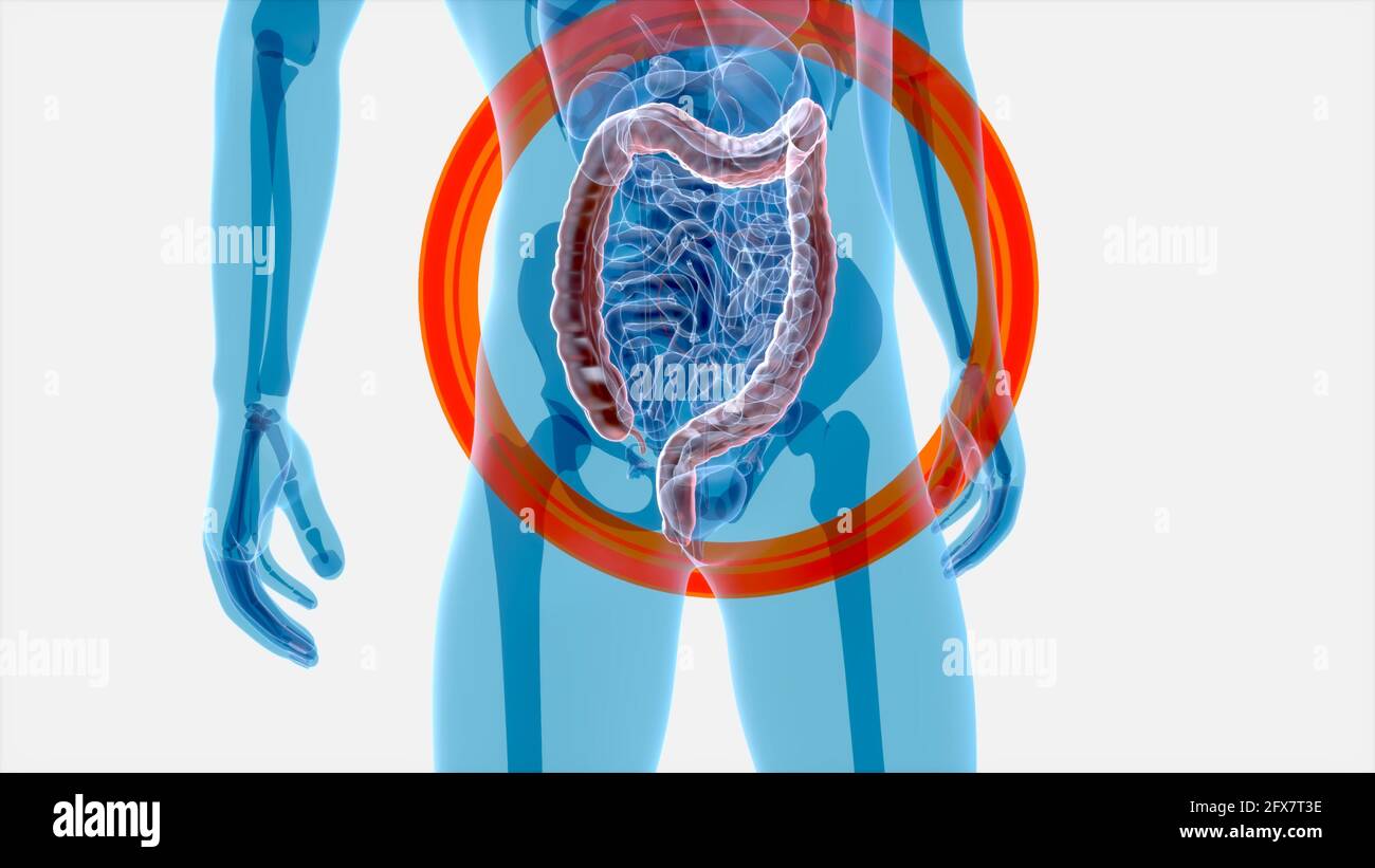 Abstract art of the gut system Stock Photo - Alamy