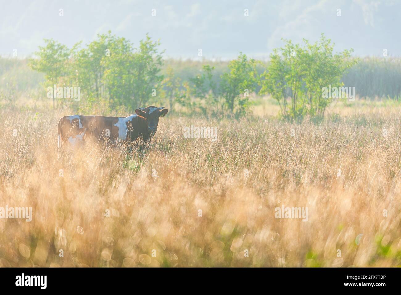 Standing cow cows hi-res stock photography and images - Alamy