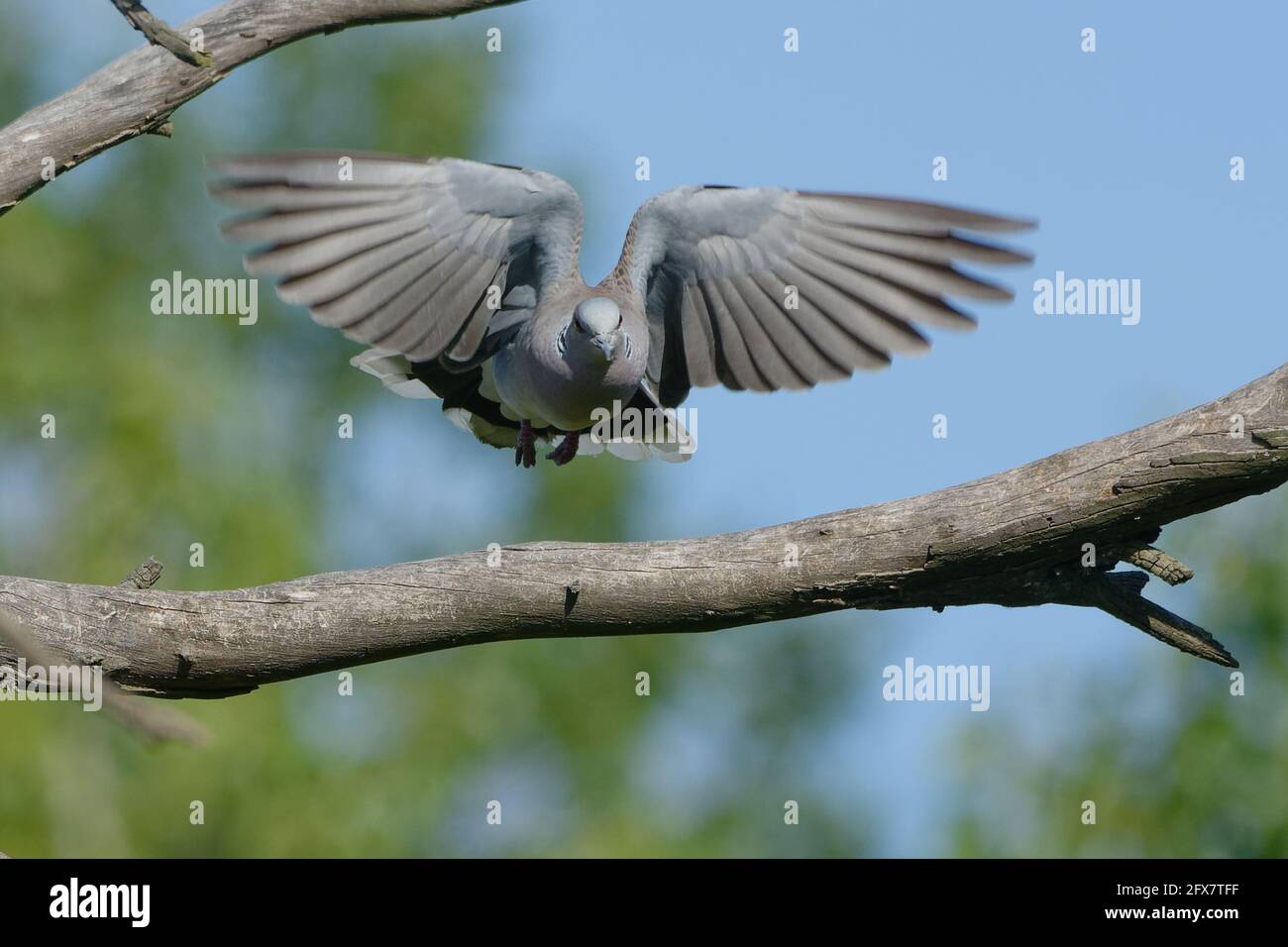 European Turtle Dove (Streptopelia turtur) flying Stock Photo - Alamy