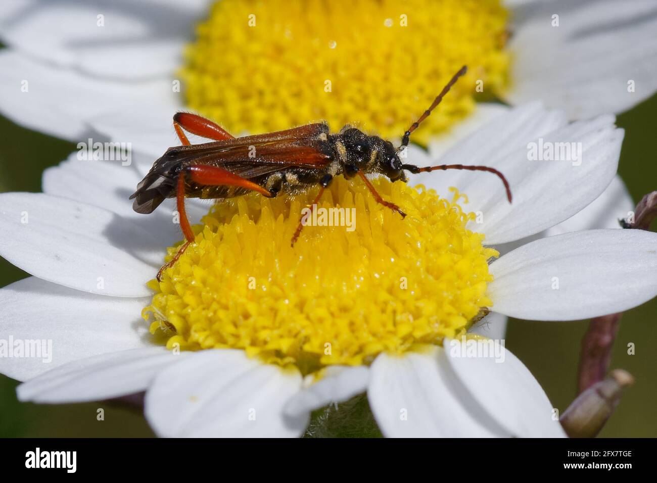 Round-necked longhorn (Stenopterus rufus) on a flower Stock Photo - Alamy
