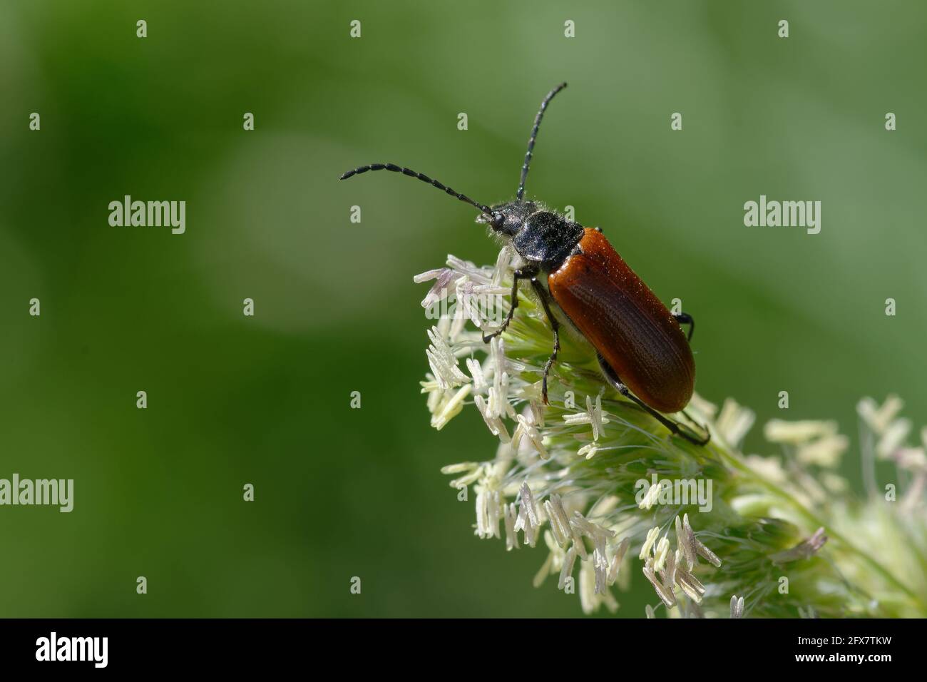 Comb clawed beetle hi-res stock photography and images - Alamy