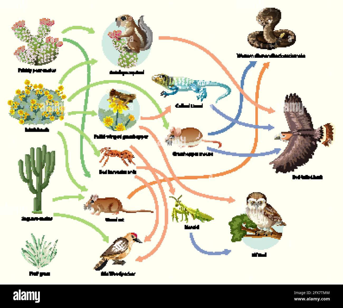 Diagram showing animal food chain on white background illustration ...