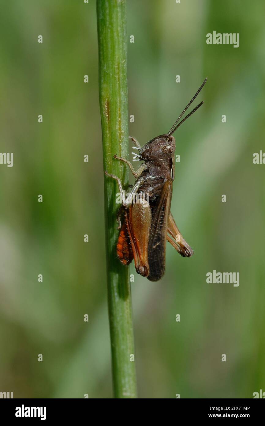 Woodland grasshopper (Omocestus rufipes Stock Photo - Alamy