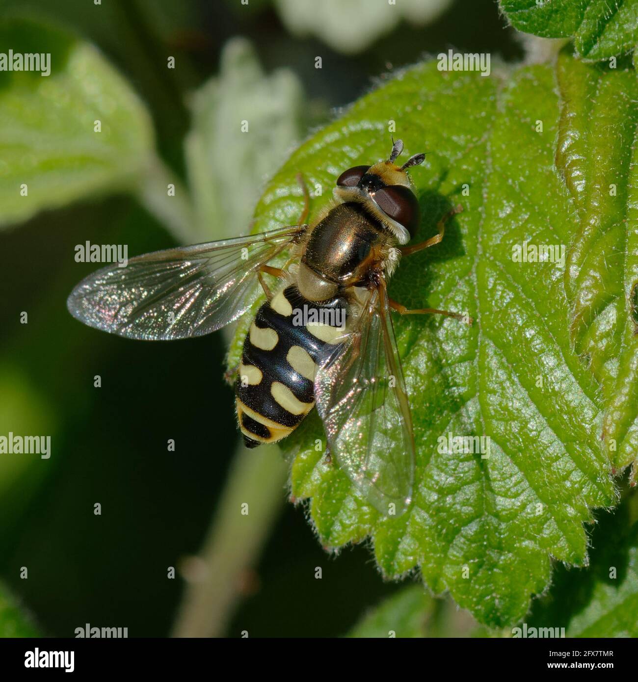 Eupeodes hi-res stock photography and images - Alamy
