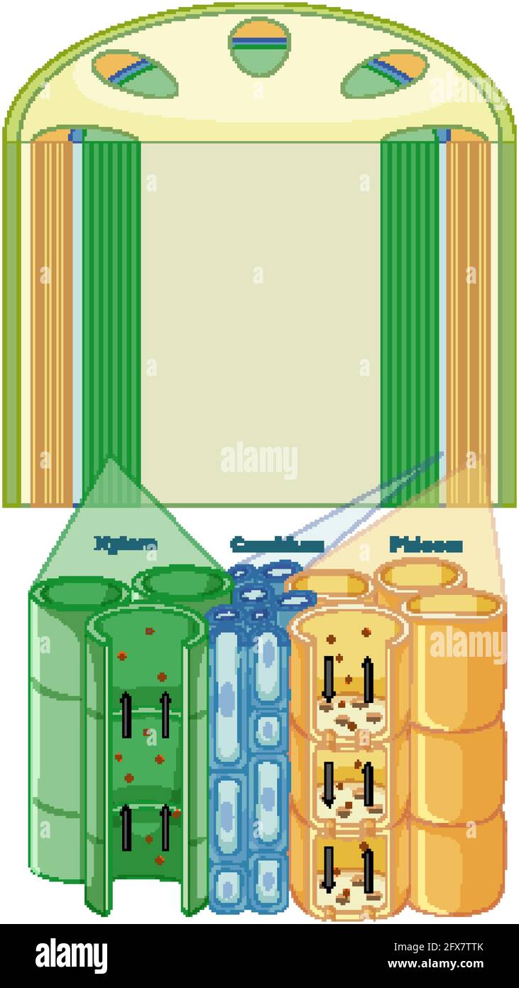 Diagram showing vascular tissue system in plants illustration Stock ...