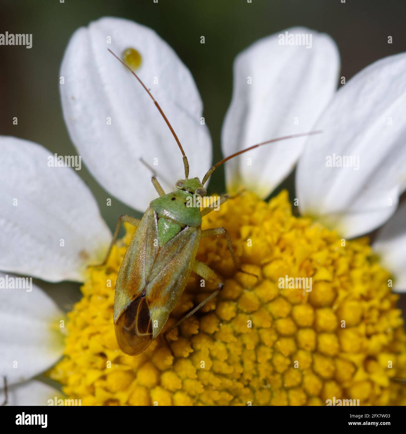 Potato capsid (Closterotomus norwegicus) on a flower Stock Photo - Alamy