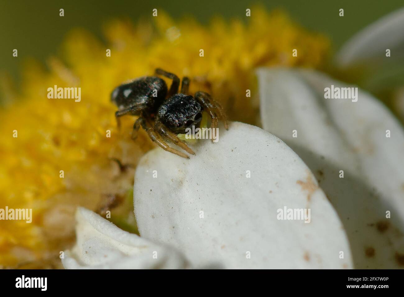 Jumping spider (Heliophanus apiatus) on a flower Stock Photo - Alamy