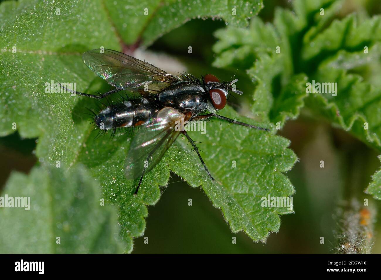 Mintho rufiventris hi-res stock photography and images - Alamy