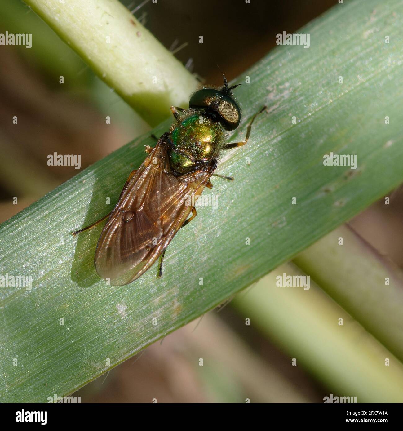 Black soldier fly leaf hi-res stock photography and images - Alamy