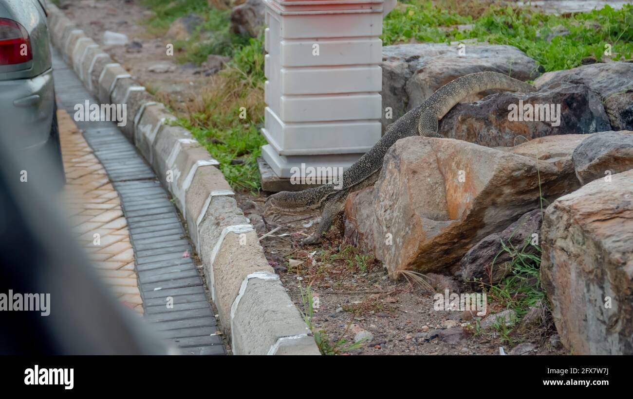 Asian Water Monitor Lizard as known as Malayan water monitor, common ...