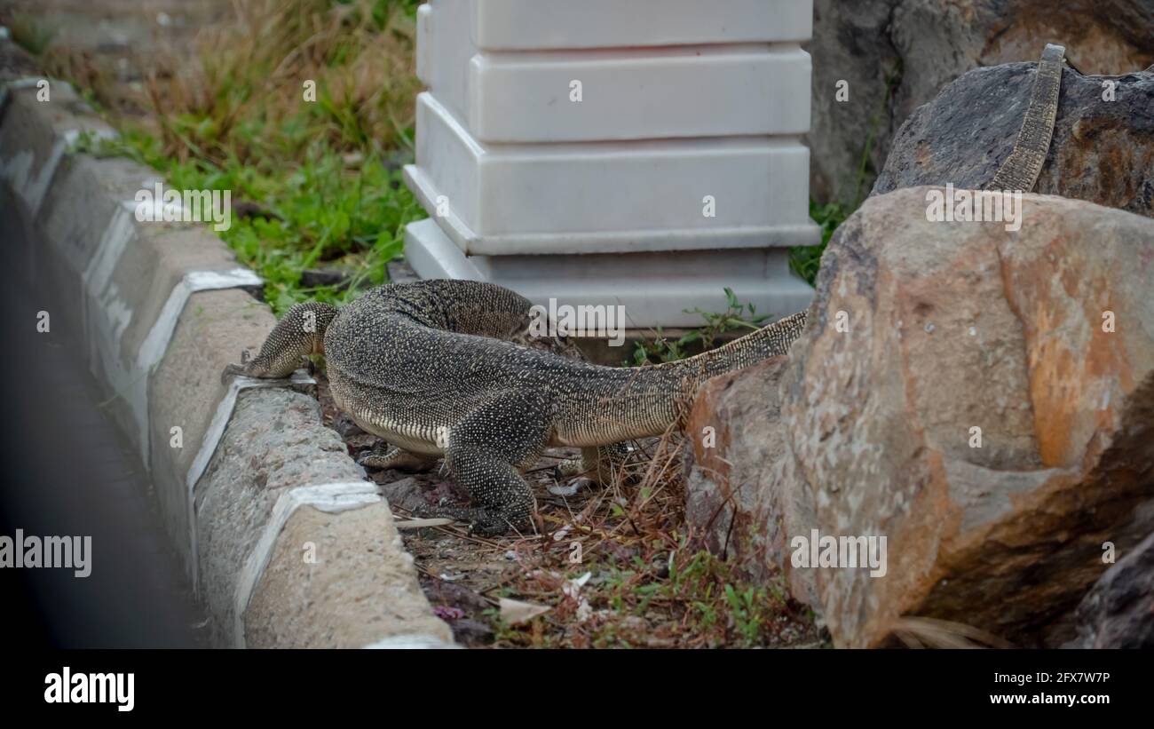 Asian Water Monitor Lizard as known as Malayan water monitor, common ...