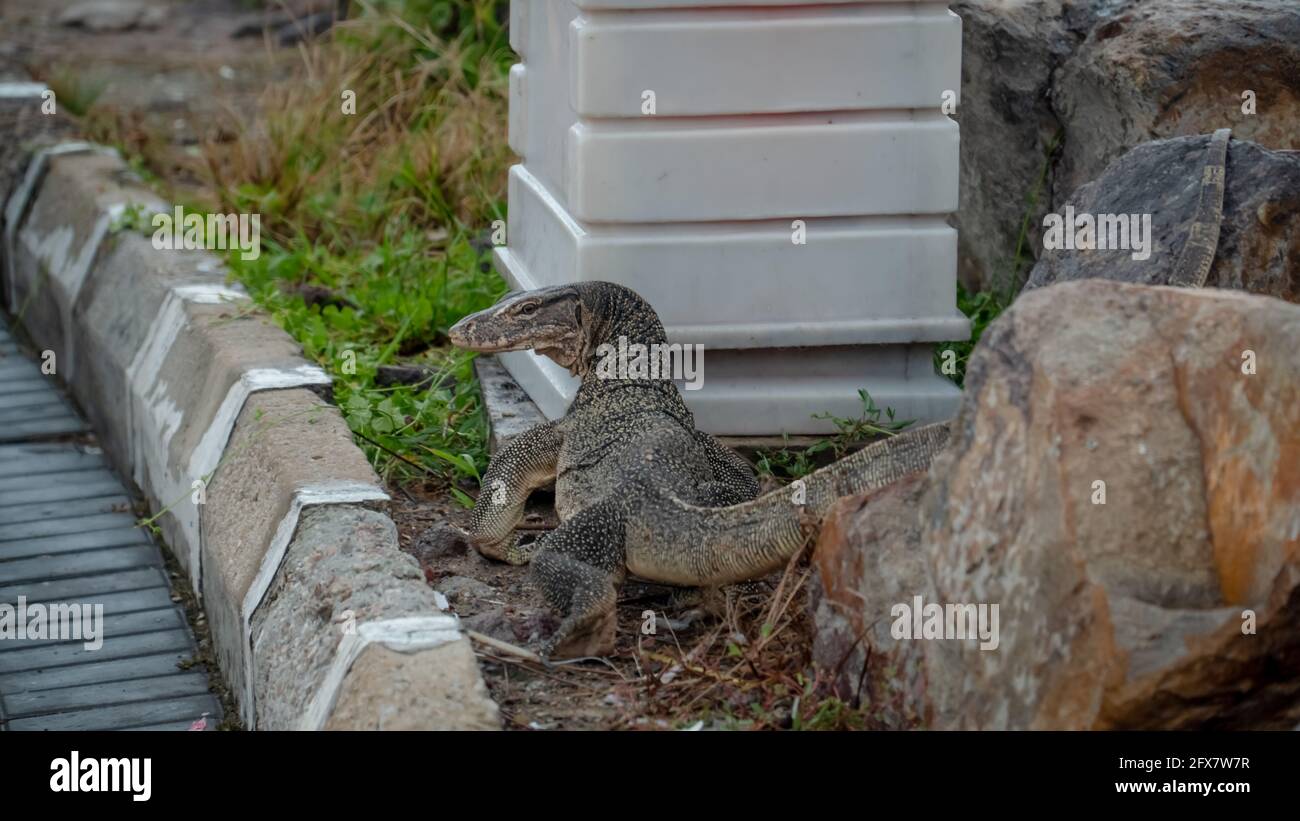 Asian Water Monitor Lizard as known as Malayan water monitor, common ...