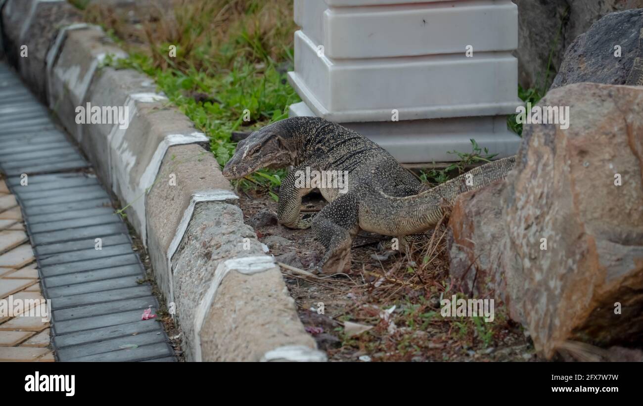 Asian Water Monitor Lizard as known as Malayan water monitor, common ...