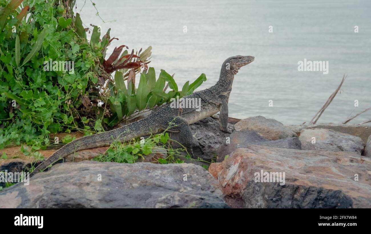 Asian grass lizard hi-res stock photography and images - Alamy