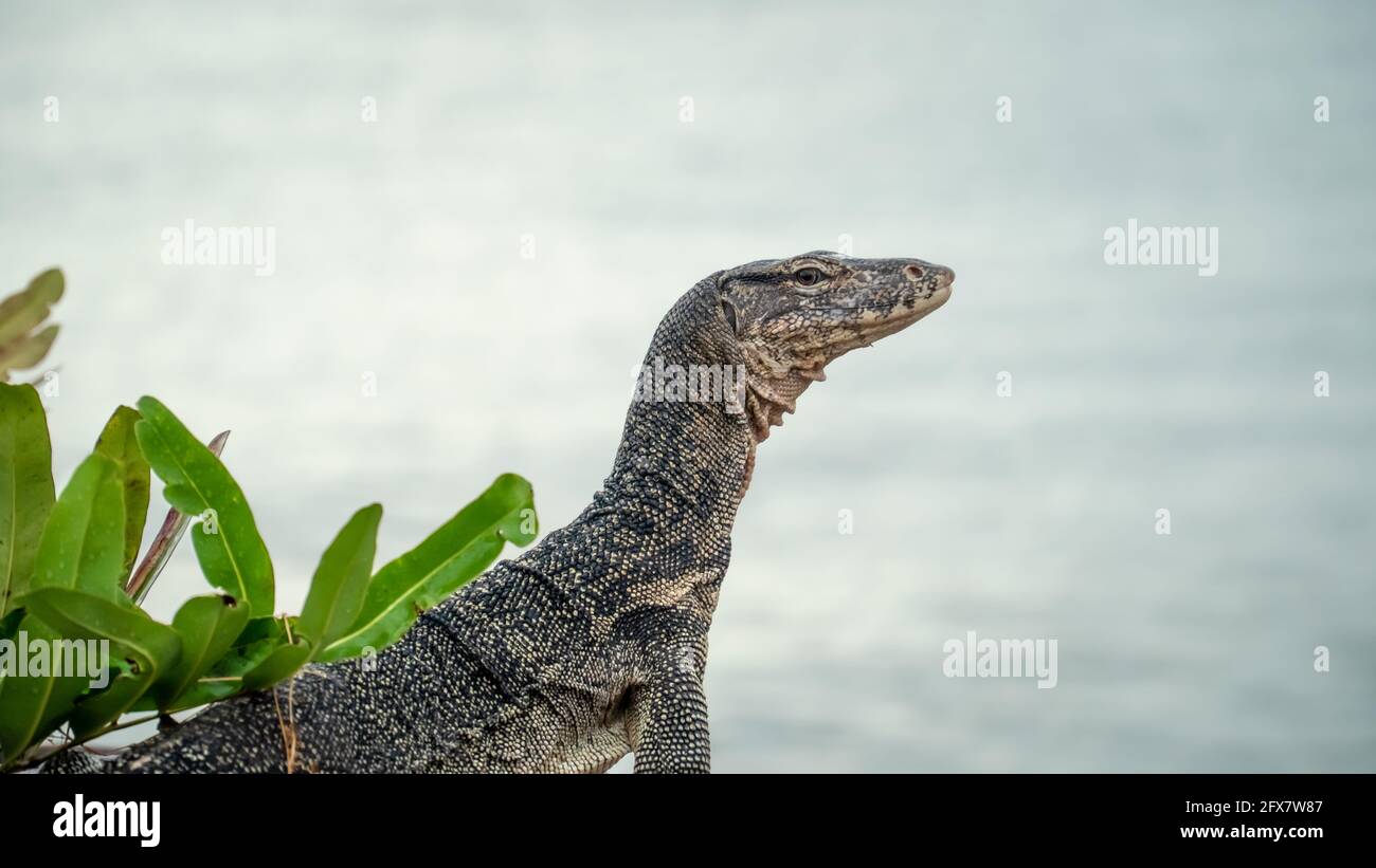 Close up Asian Water monitor lizard head and shoulders on rocky shore ...