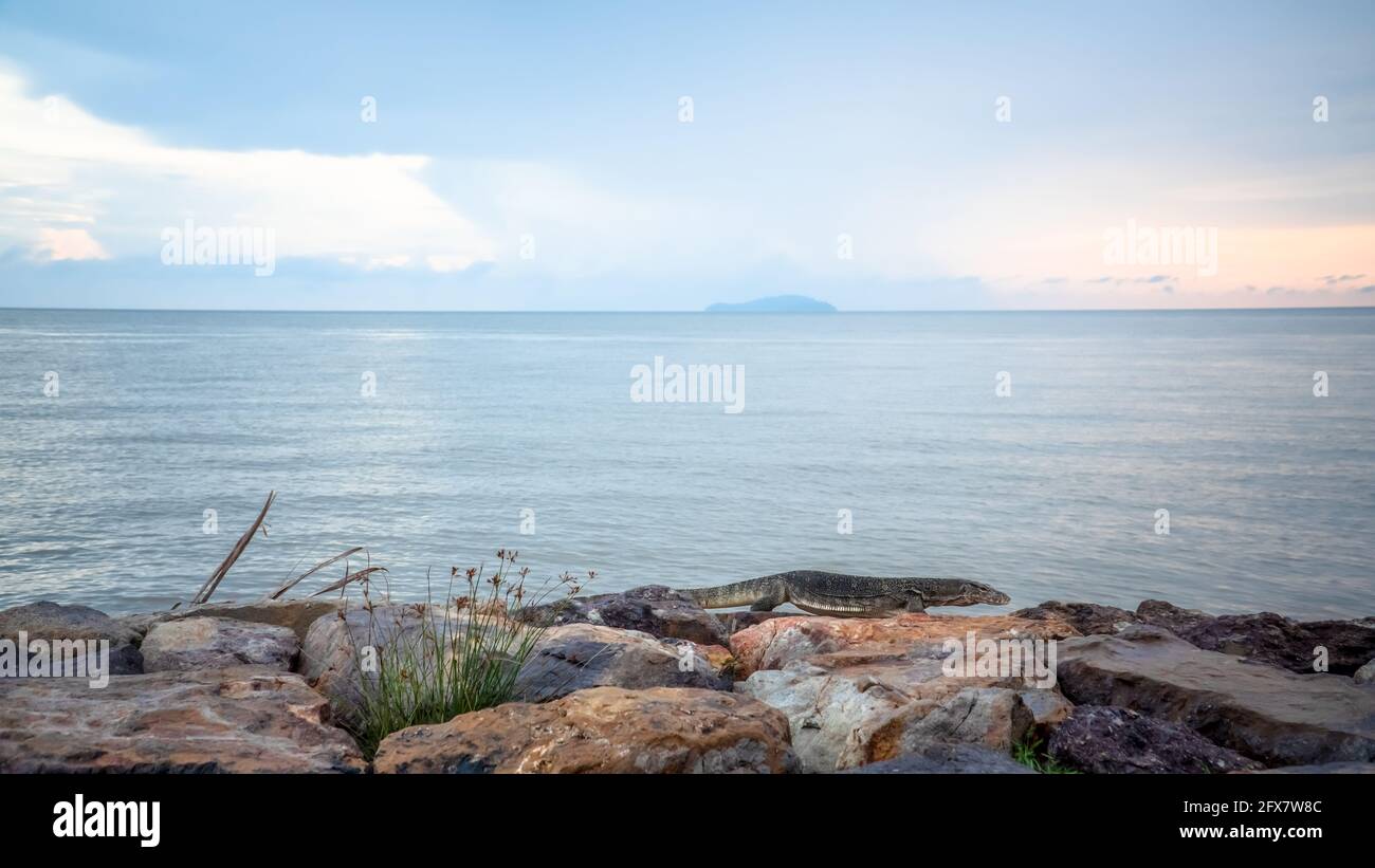 Species of monitor lizard hi-res stock photography and images - Alamy
