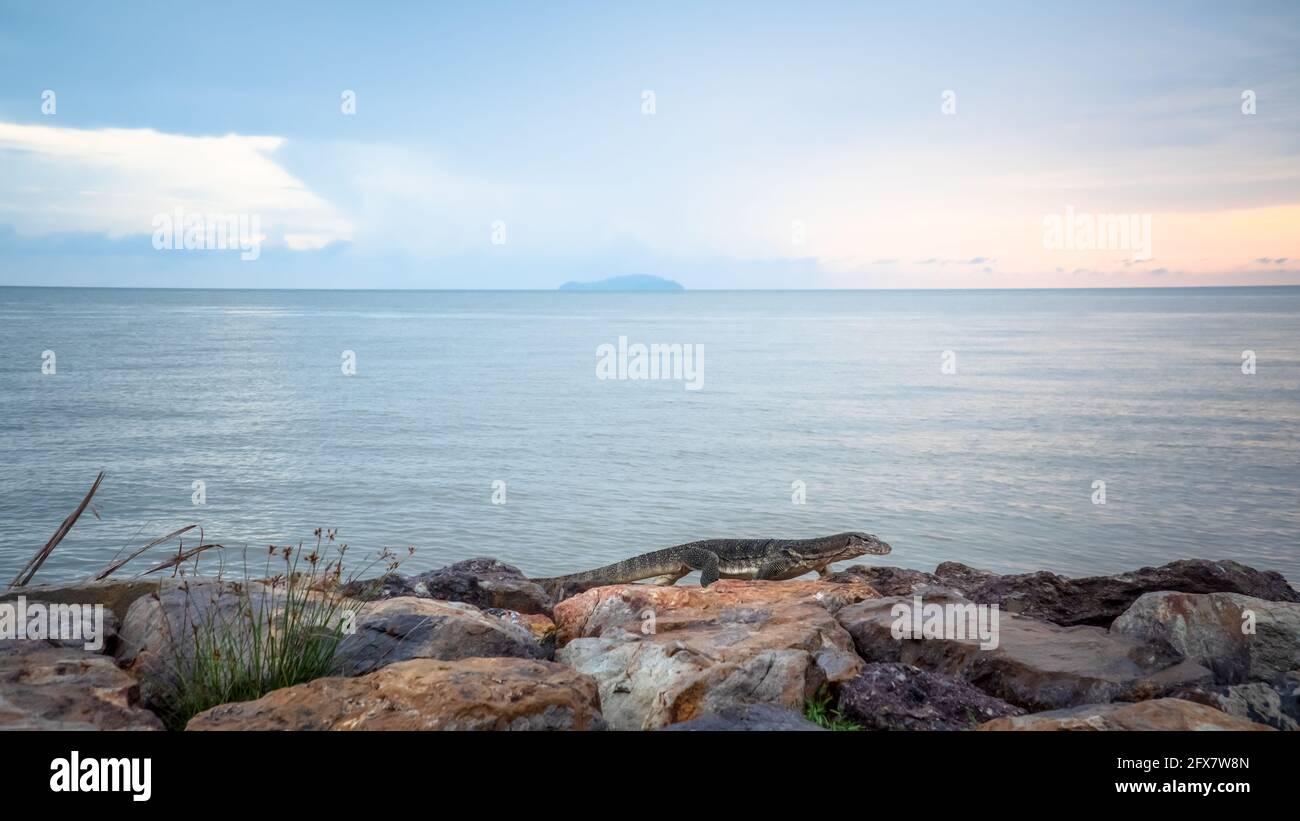 Species of monitor lizard hi-res stock photography and images - Alamy