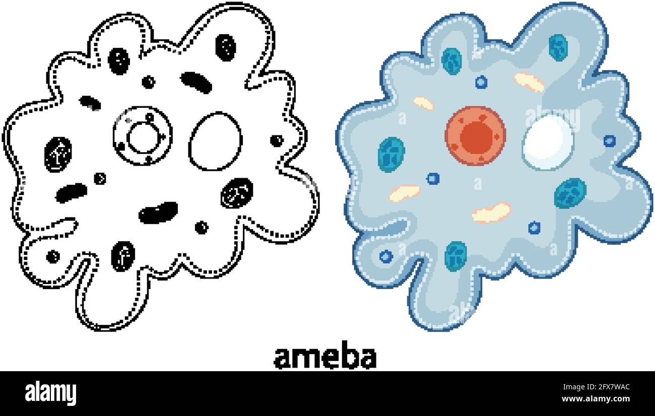 Amoeba Color