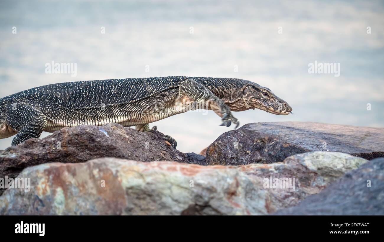 Asian Water Monitor Lizard crawling and walking on rocky stone with ...