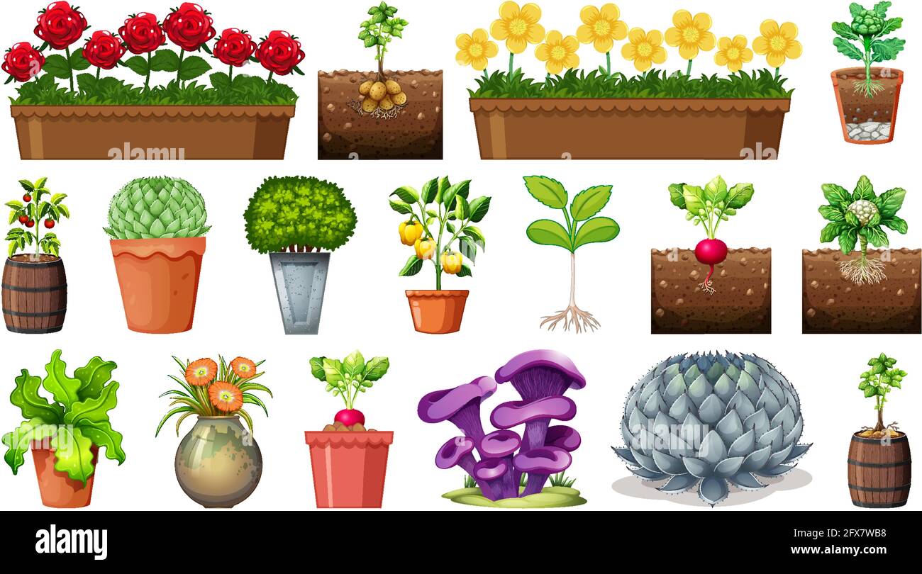 Set of different plants in pots isolated on white background ...